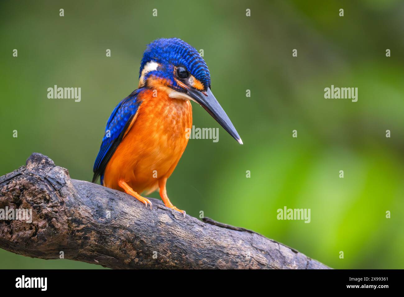 Blue-eared Kingfisher - Alcedo meninting, small beautiful colored ...