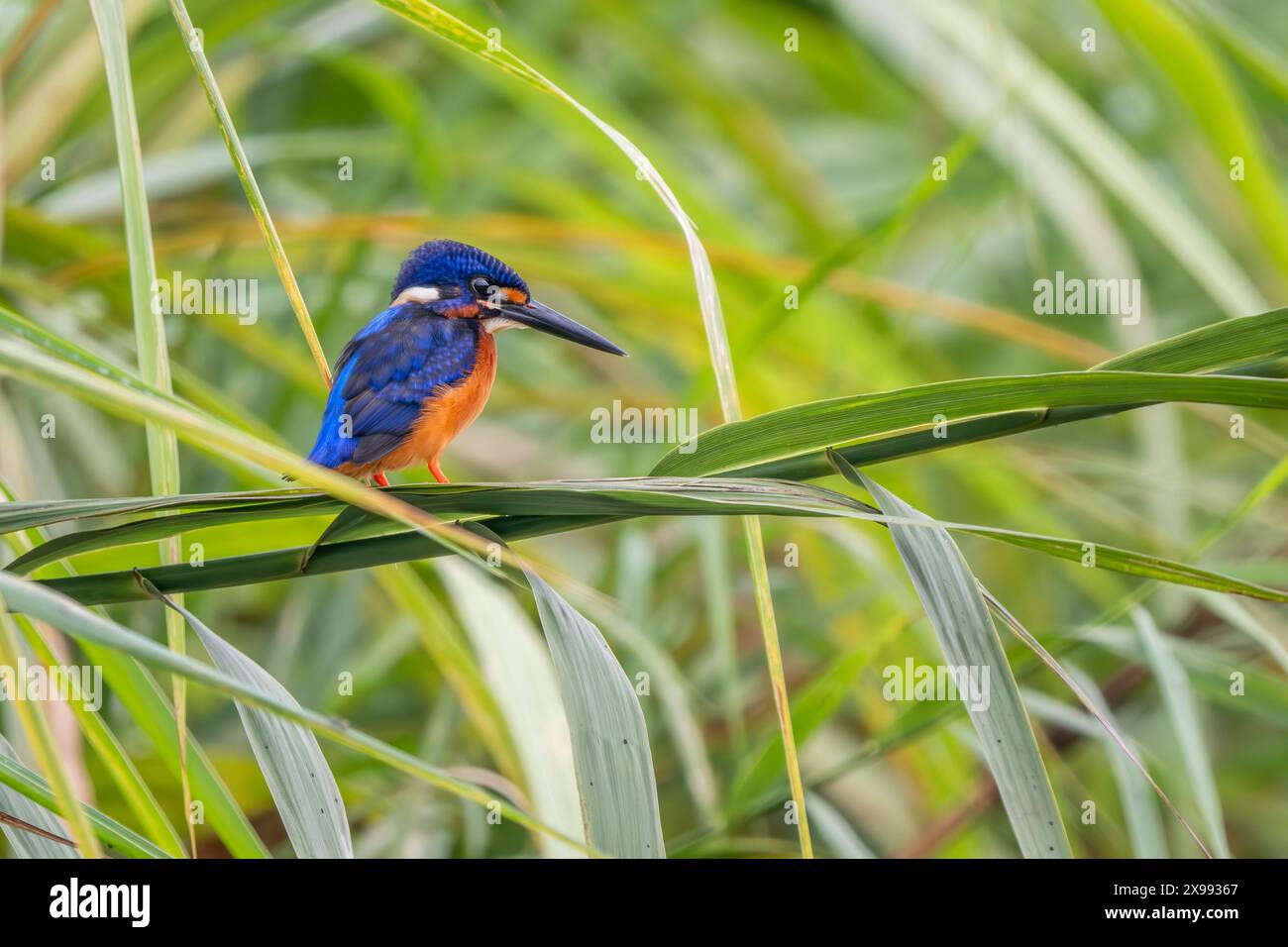 Blue-eared Kingfisher - Alcedo meninting, small beautiful colored ...