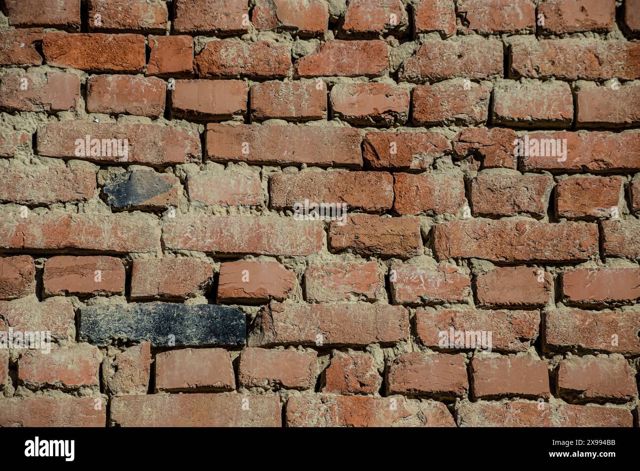 The background is an old brick wall. The wall is made of red ceramic ...