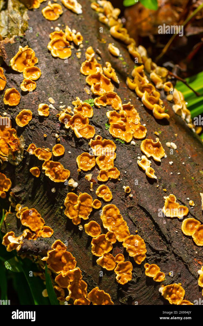 Stereum hirsutum, also called false turkey tail and hairy curtain crust ...