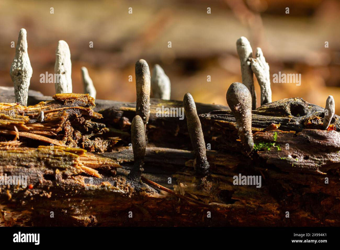 Xylaria hypoxylon is a species of fungus in the family Xylariaceae ...