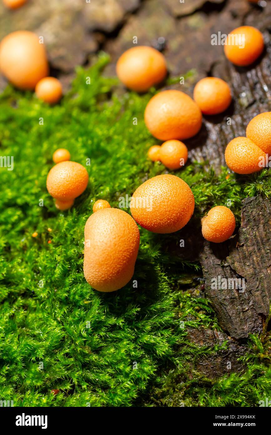 Orange red slime mold mushroom Lycogala epidendrum in the autumn forest ...