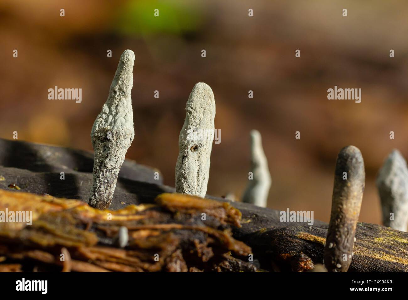 Xylaria hypoxylon is a species of fungus in the family Xylariaceae ...
