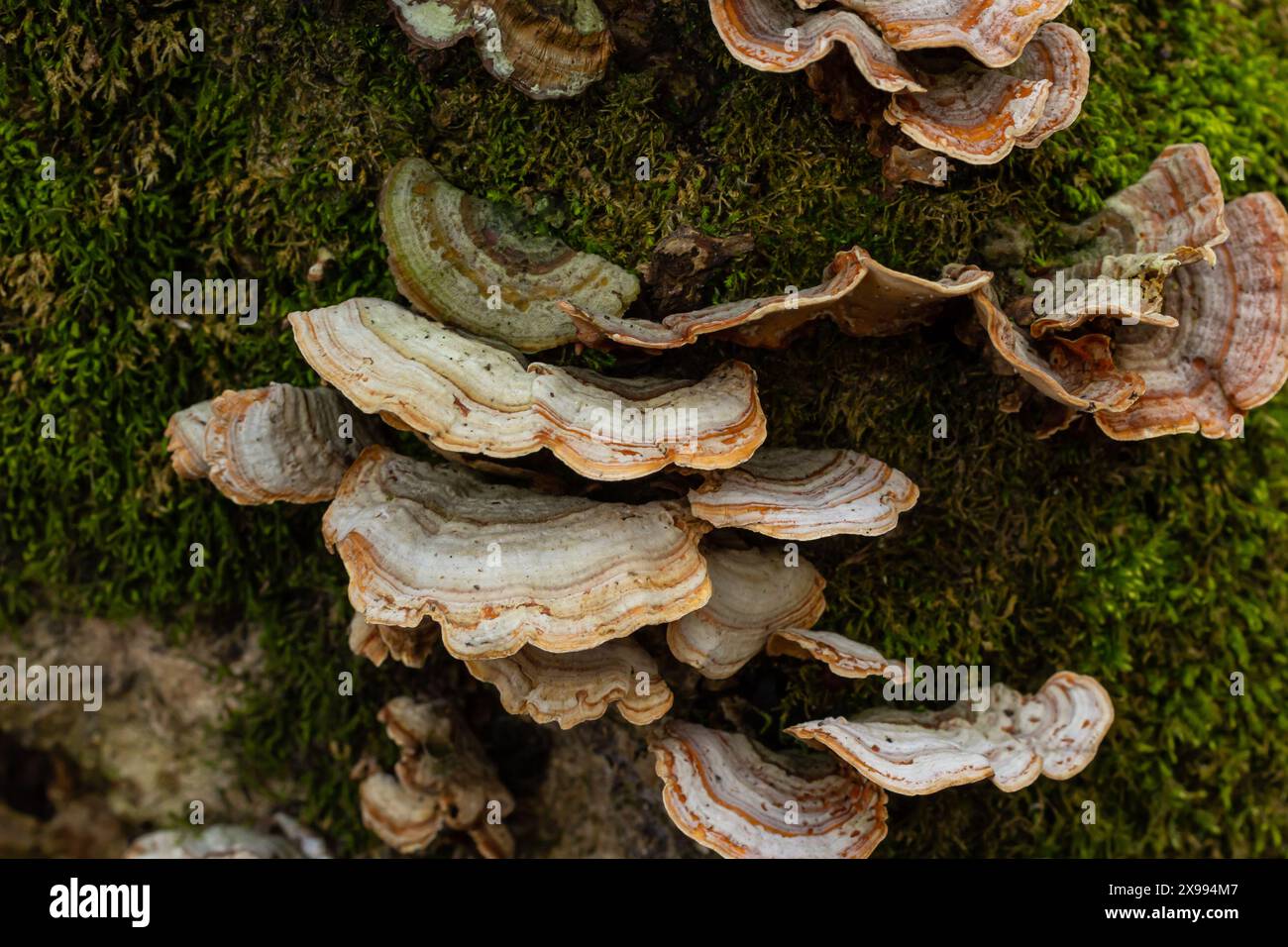 Trametes versicolor, also known as Polyporus versicolor, is a common ...