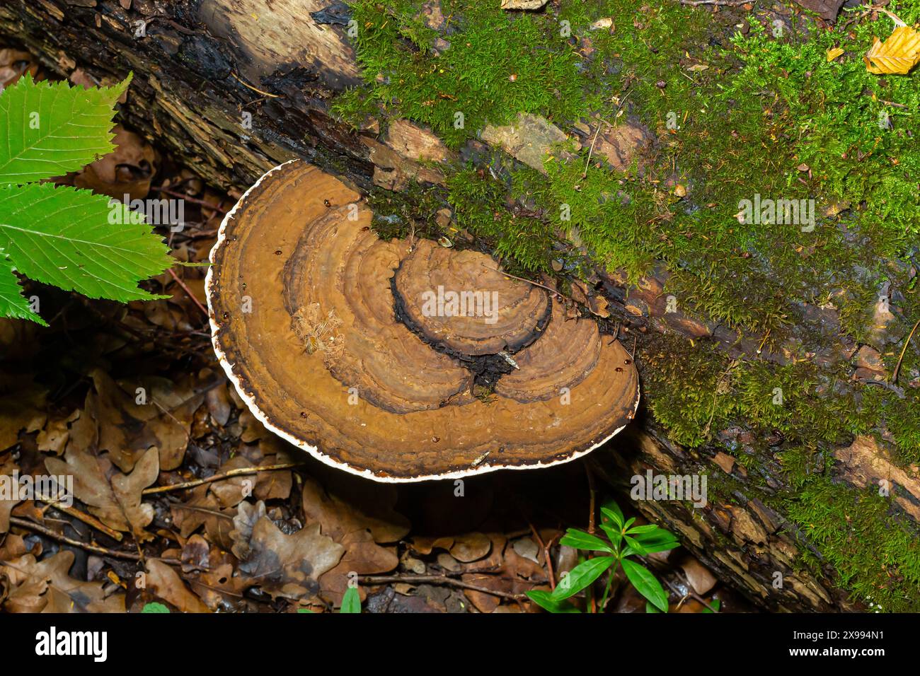 brown bear bread mushroom with white borders and green moss in the ...