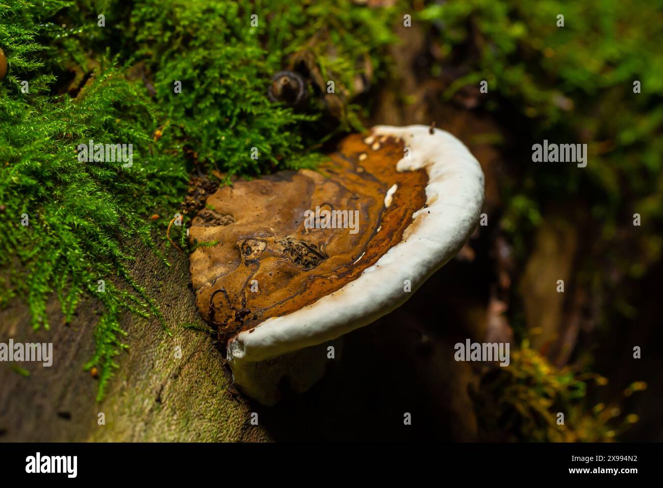 brown bear bread mushroom with white borders and green moss in the ...