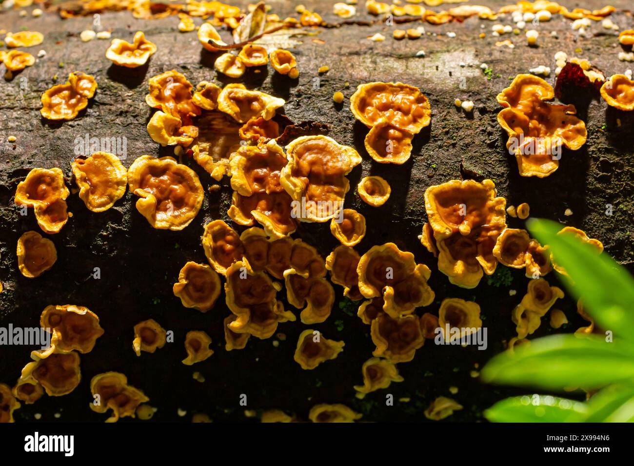 Stereum hirsutum, also called false turkey tail and hairy curtain crust ...