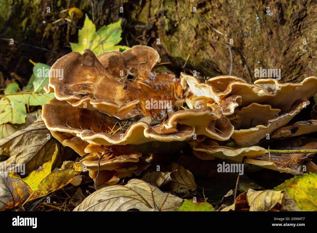 Natural closeup on the Giant Polypore fungus, Meripilus giganteus in ...