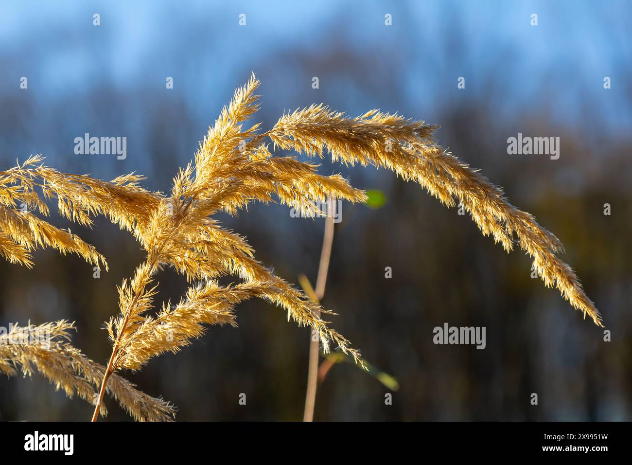 Inflorescence of wood small-reed Calamagrostis epigejos on a meadow ...