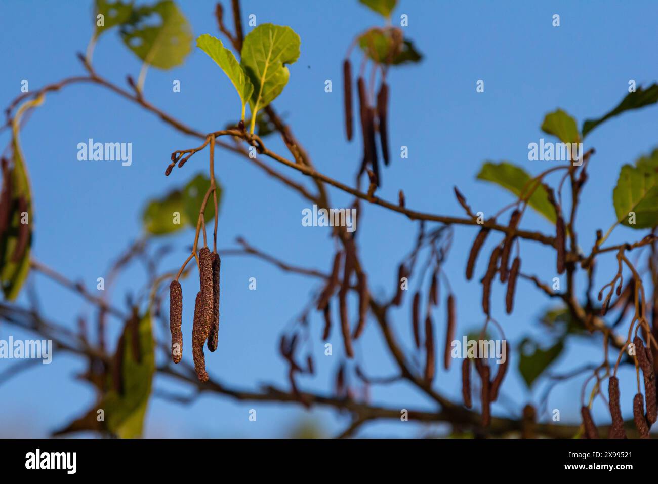 Cone structures hi-res stock photography and images - Alamy
