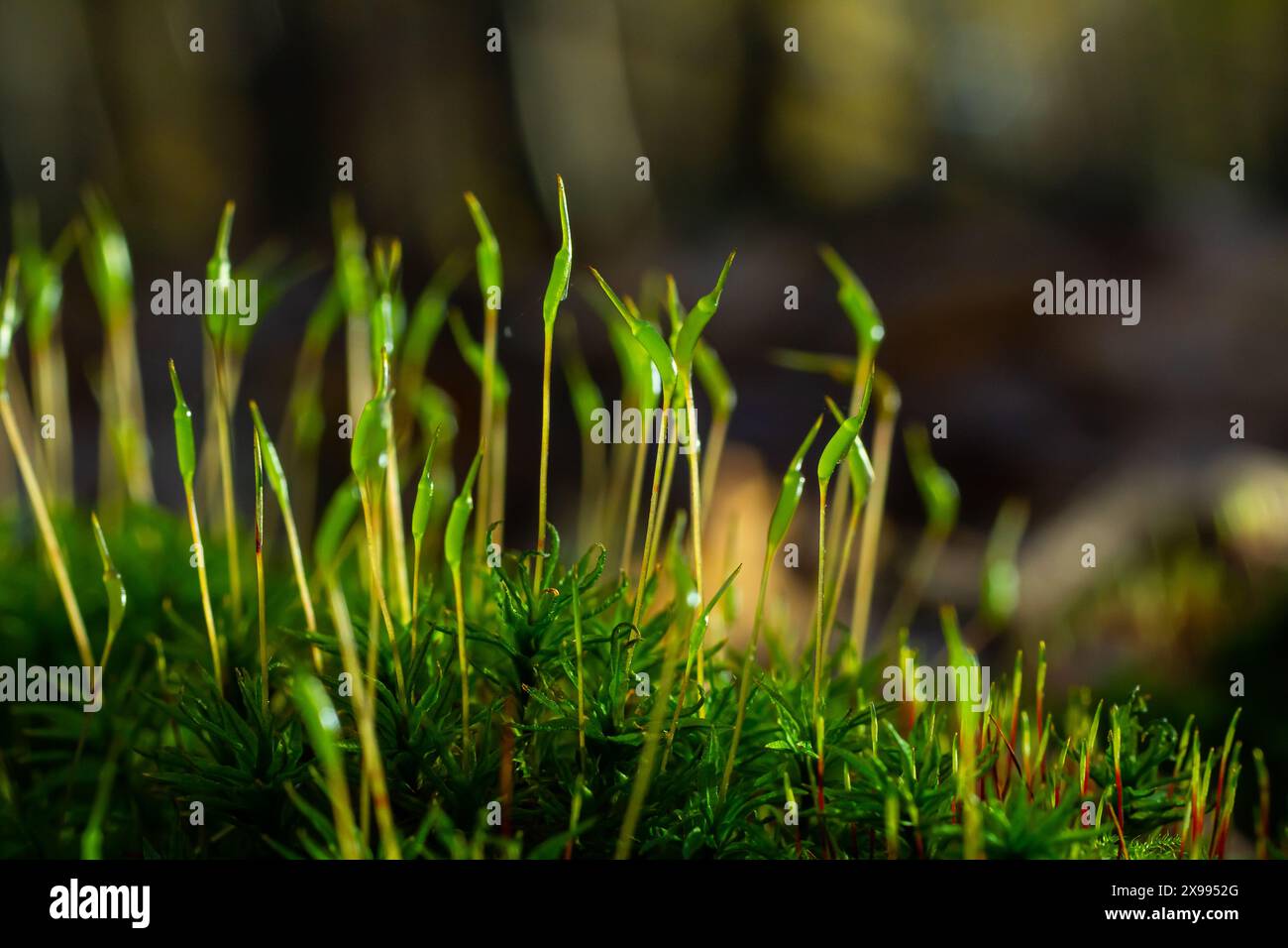Precious drops of water from the morning dew covering an isolated plant ...