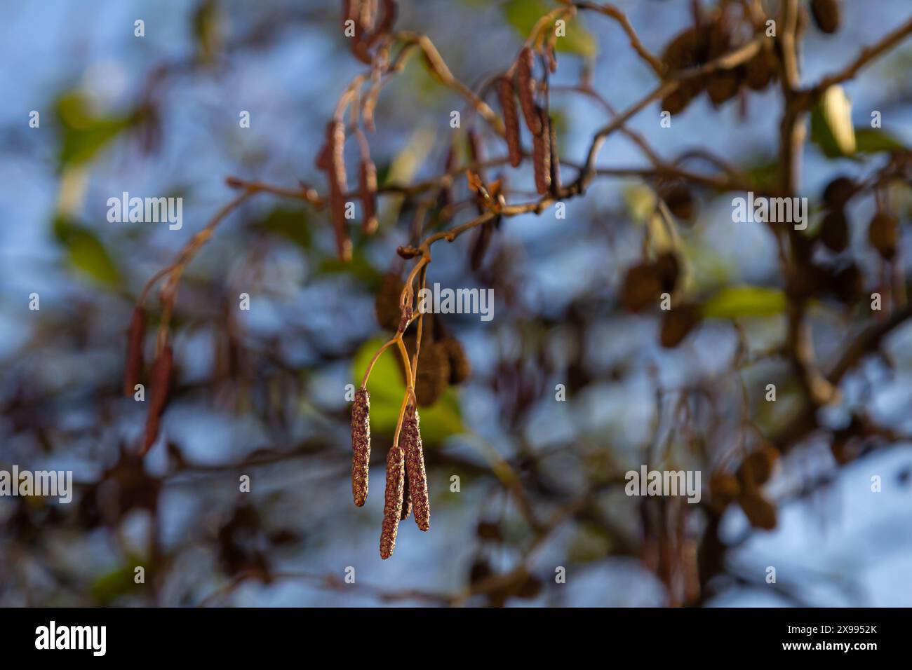 Speckled alders spread their seed through cone-like structures Stock ...