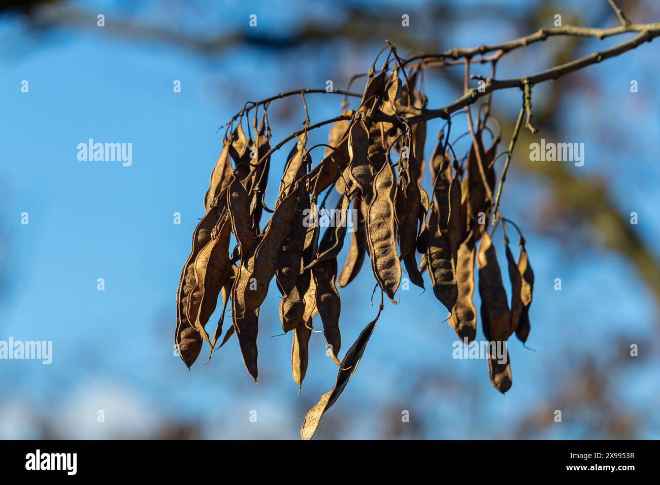 Close up of a brown color 'Robinia pseudoacacia' seed pod against a ...