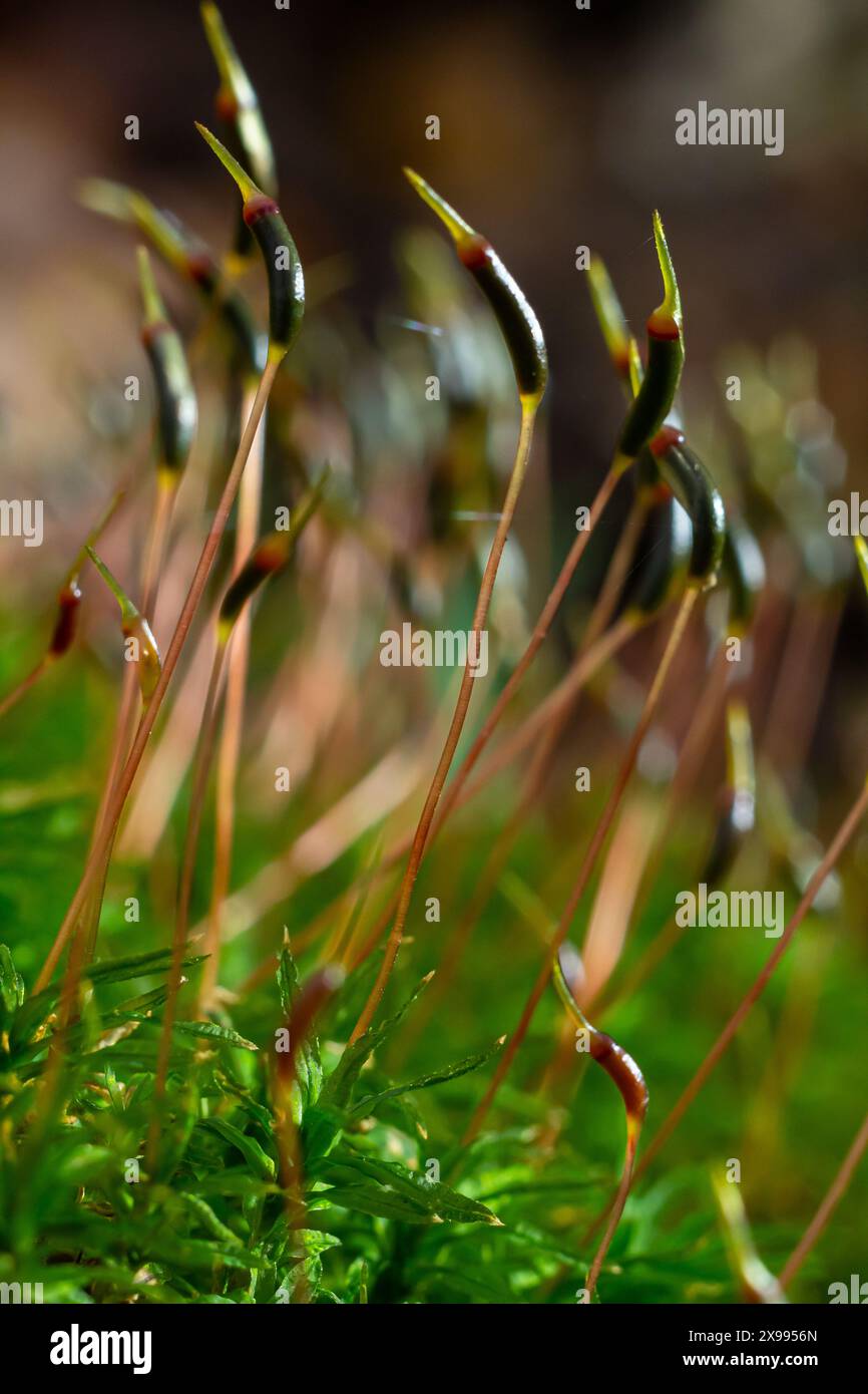 Precious drops of water from the morning dew covering an isolated plant ...