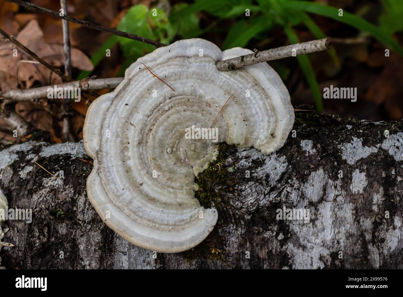 Fomes fomentarius mushroom on the trunk of an old poplar on a summer ...