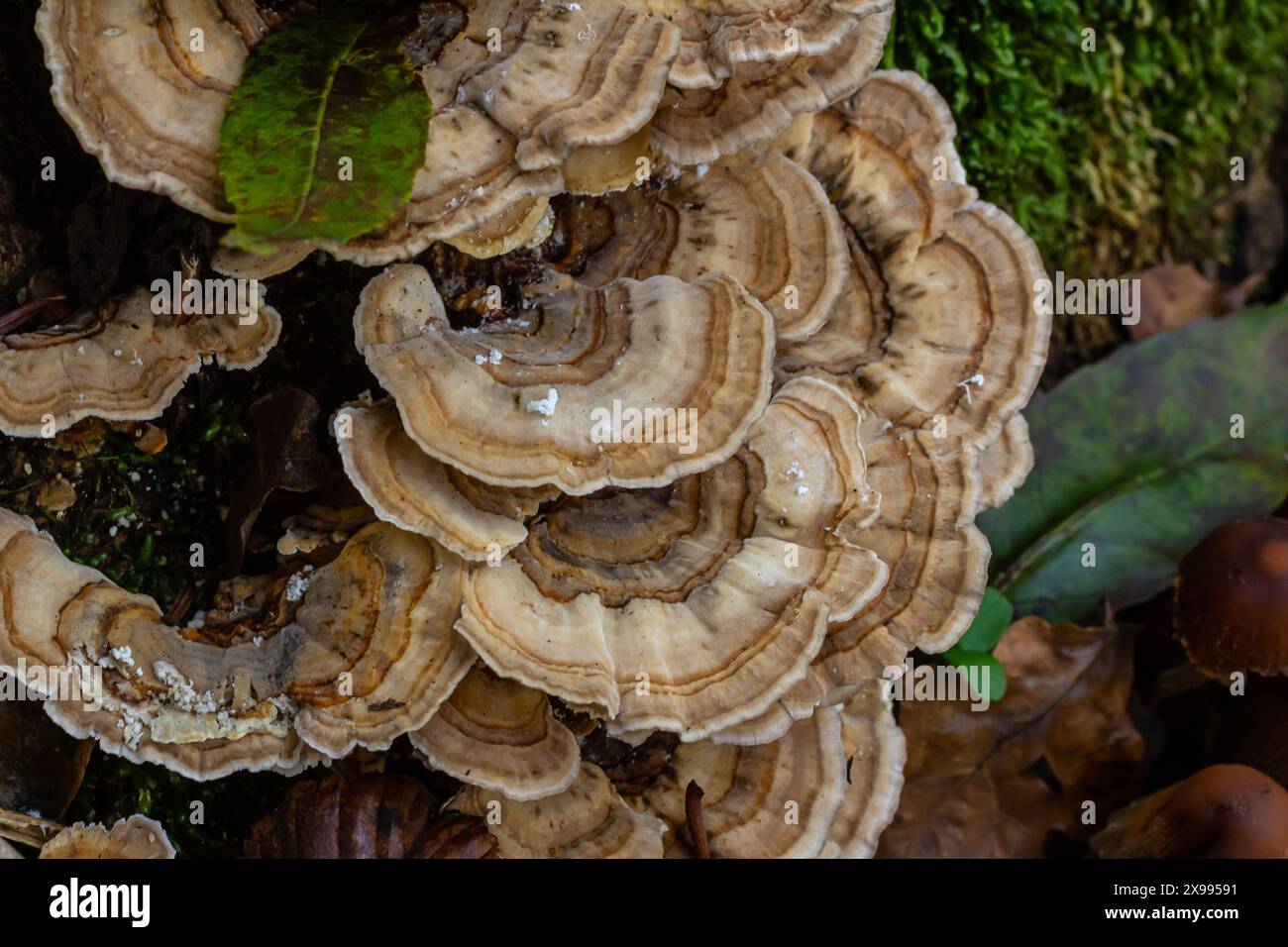 Trametes versicolor, also known as Polyporus versicolor, is a common ...