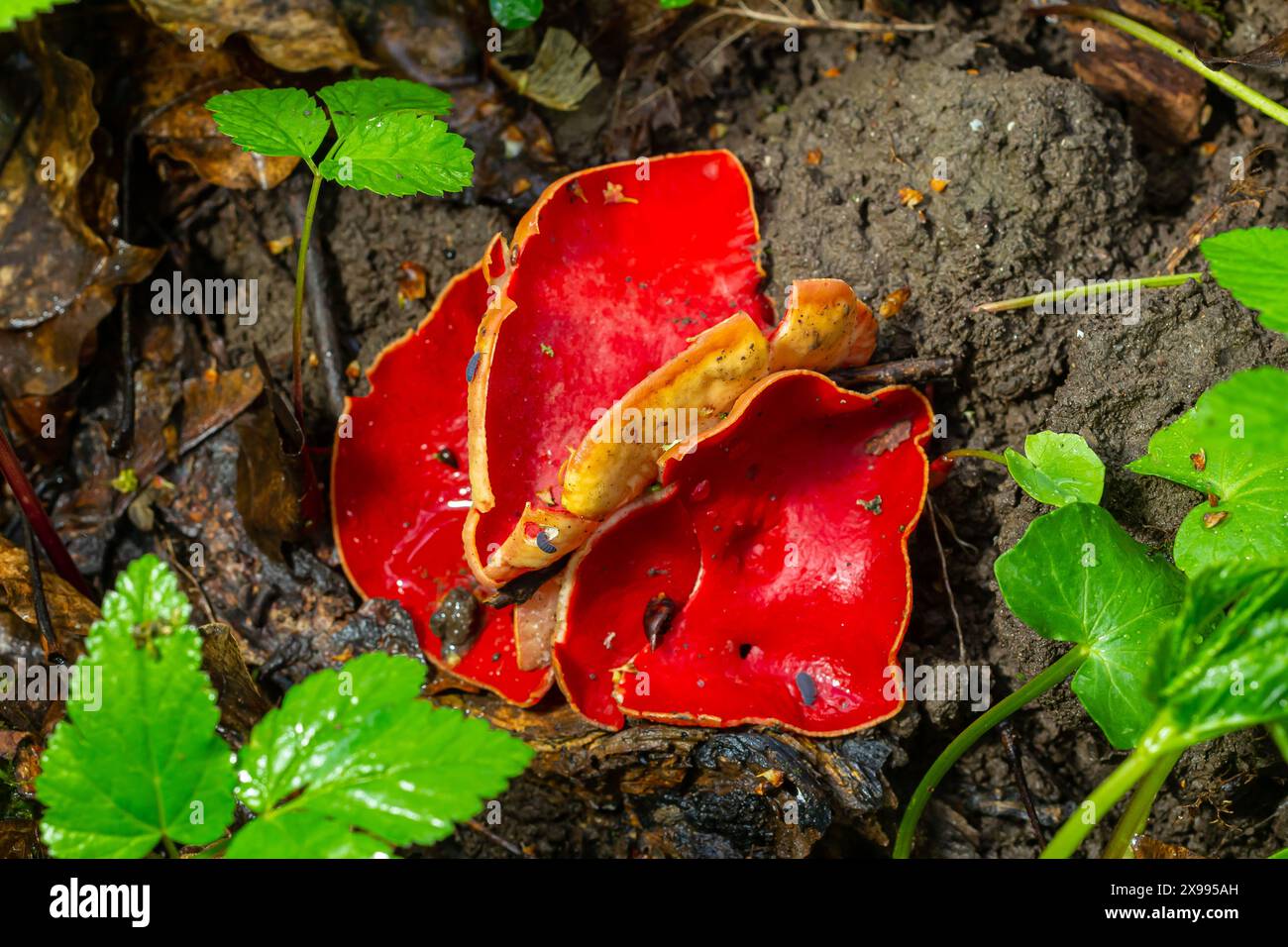 Spring edible red mushrooms Sarcoscypha grow in forest. close up ...