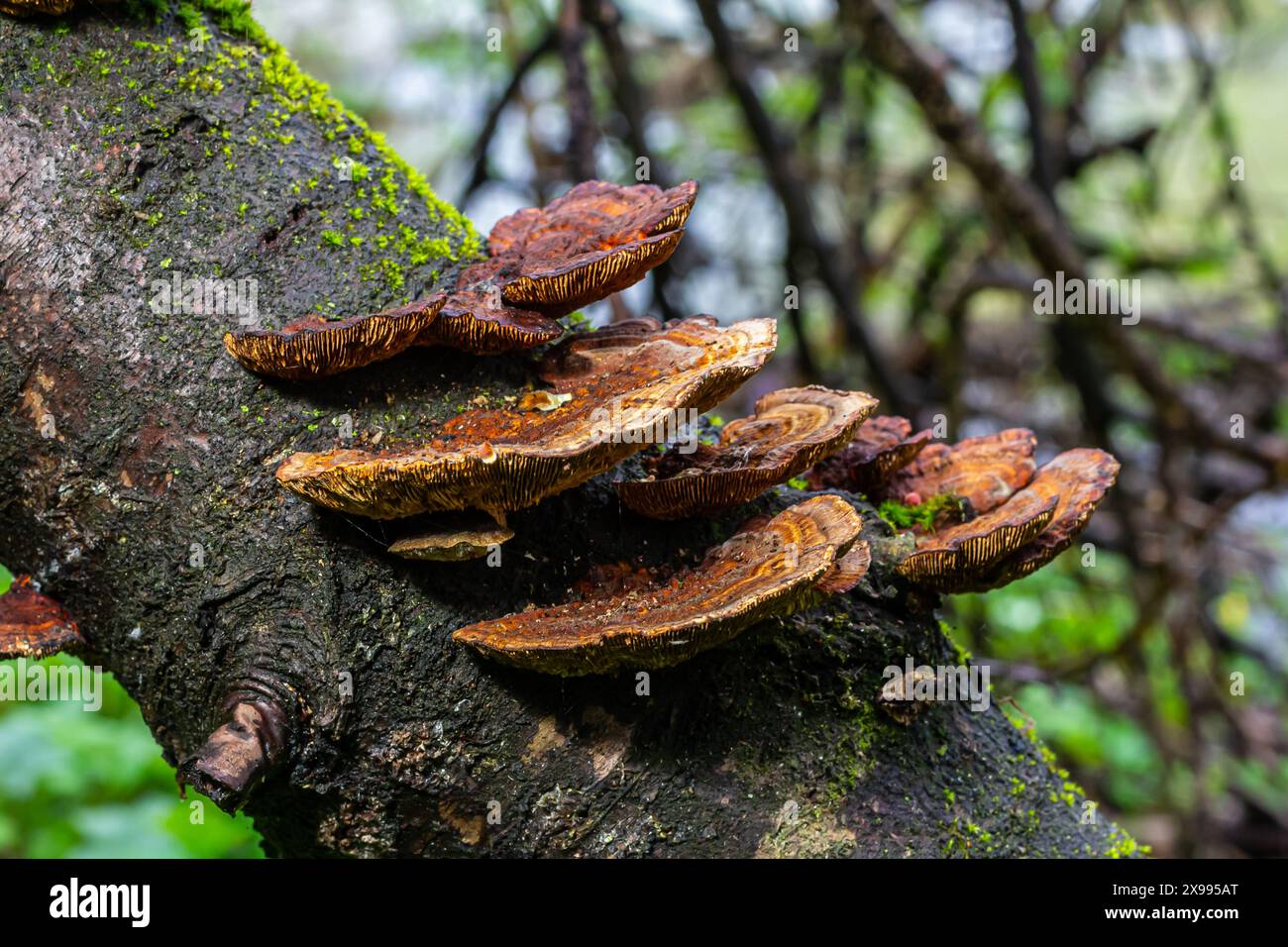 Anise mazegill, a brown rot fungus, Gloeophyllum odoratum Stock Photo ...