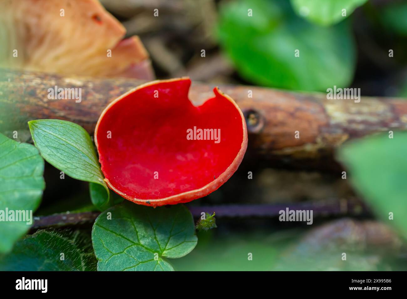 Spring edible red mushrooms Sarcoscypha grow in forest. close up ...