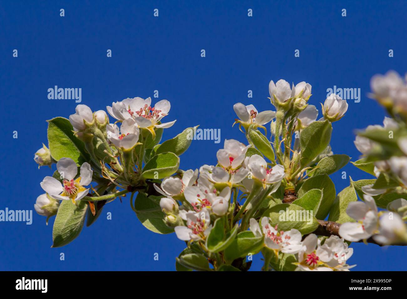 Blossoming pear tree branch delicate hi-res stock photography and ...