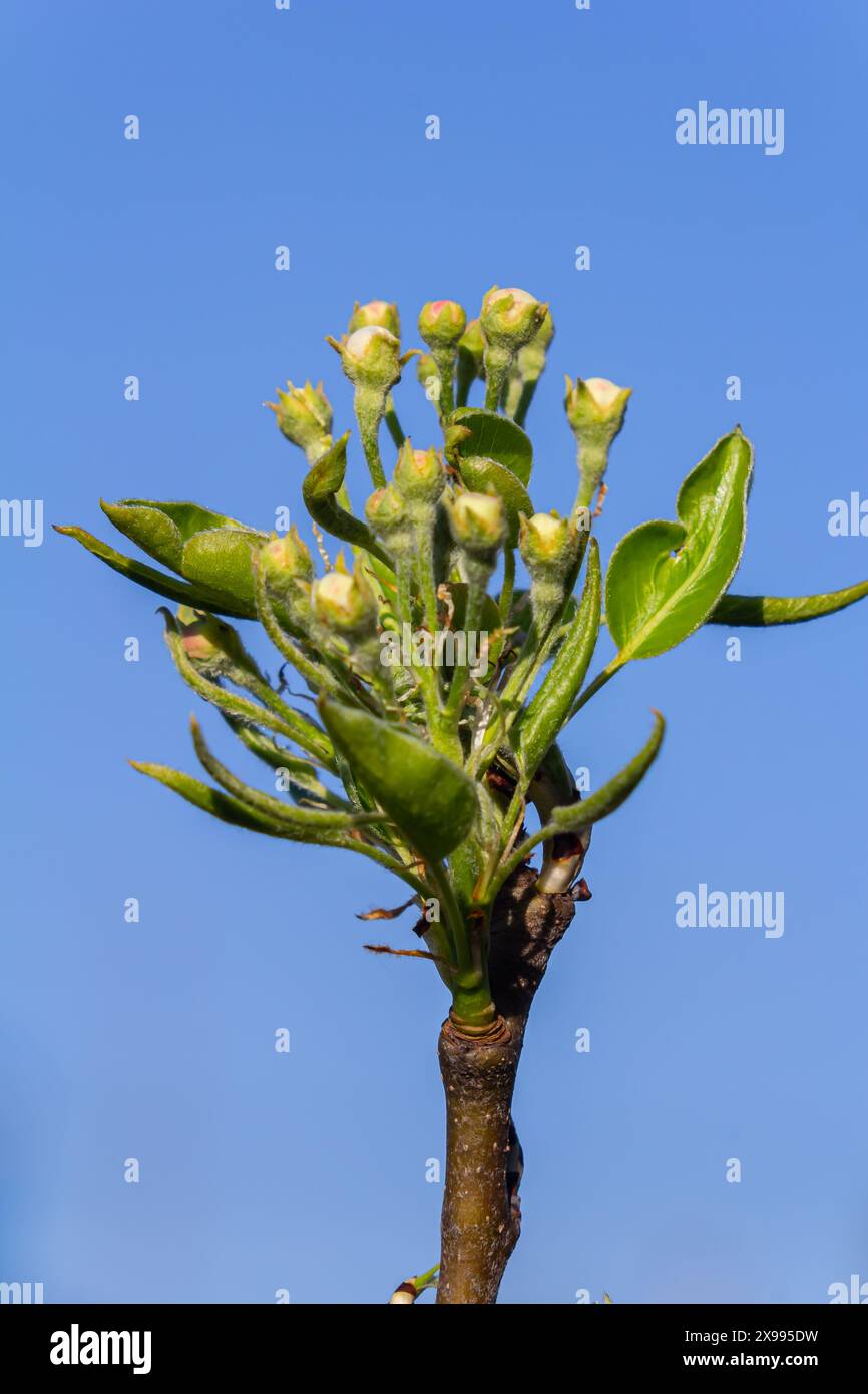 Inflorescences white pear flowers hi-res stock photography and images ...