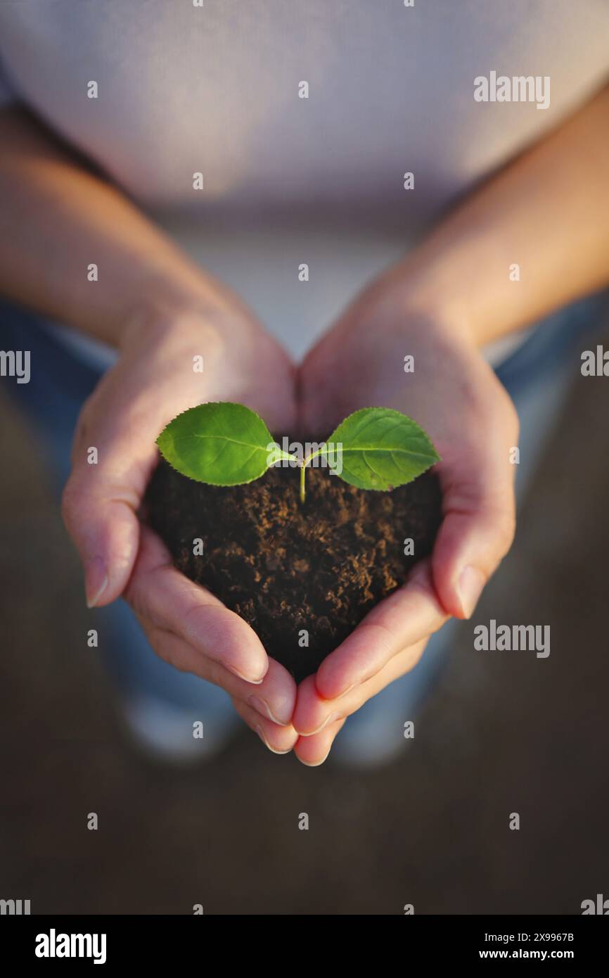 Green plant sprout leaf with heart-shaped soil and seeds growing in ...