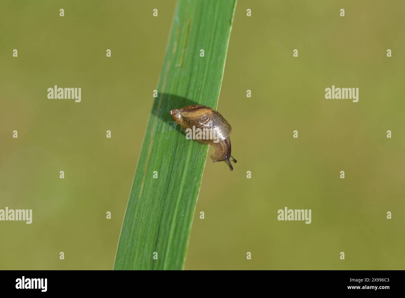 Pfeiffers amber snail oxyloma elegans hi-res stock photography and ...