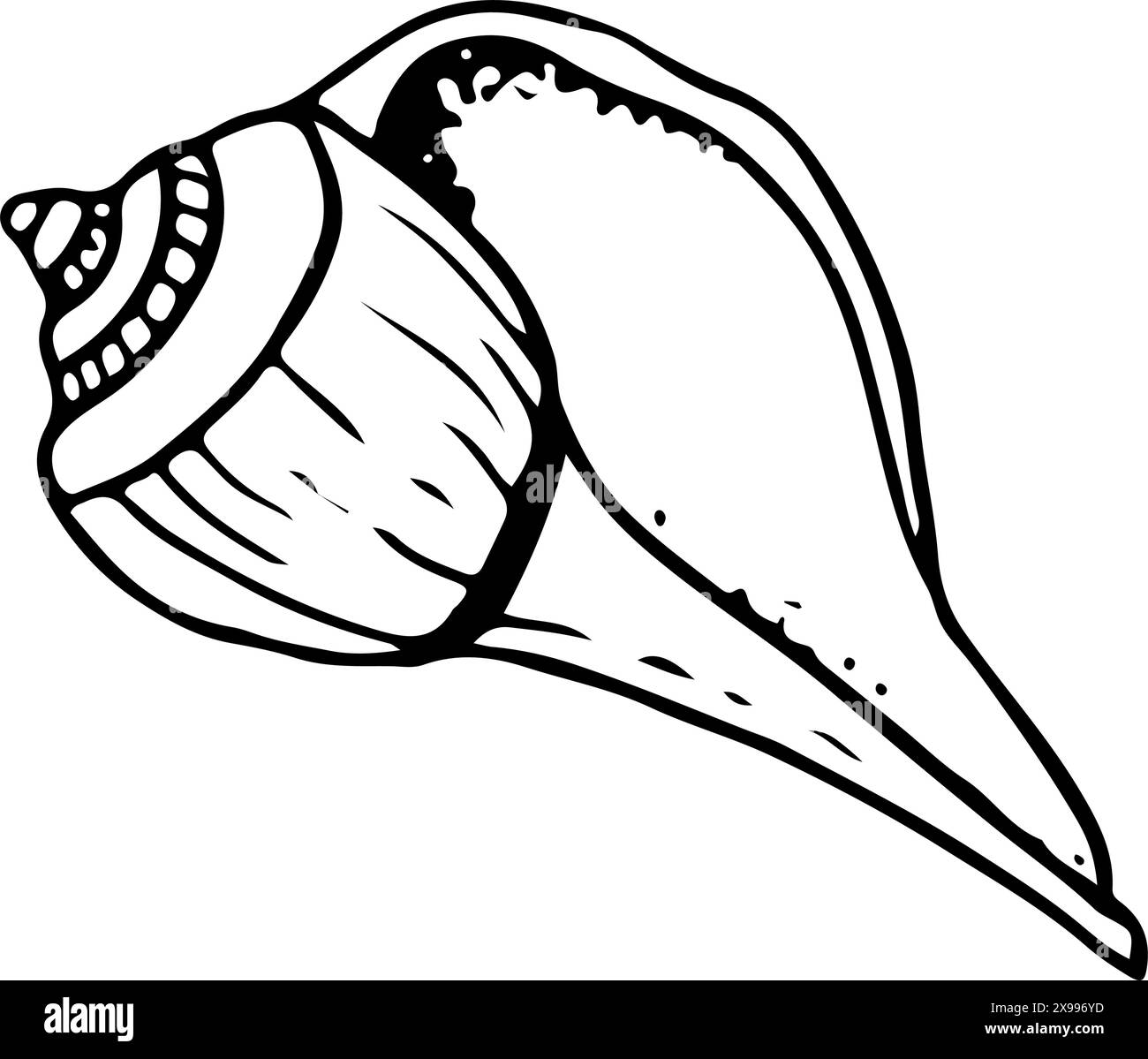 Vector spiral seashell sea snail whelk black and white illustration for ...
