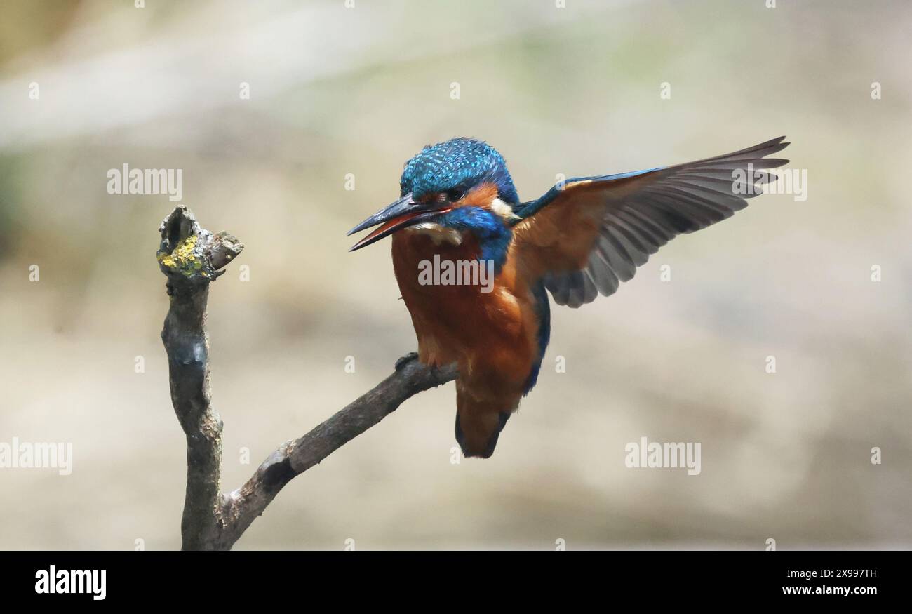 Male Kingfisher in flight at RSPB Rainham Marshes Nature Reserve ...