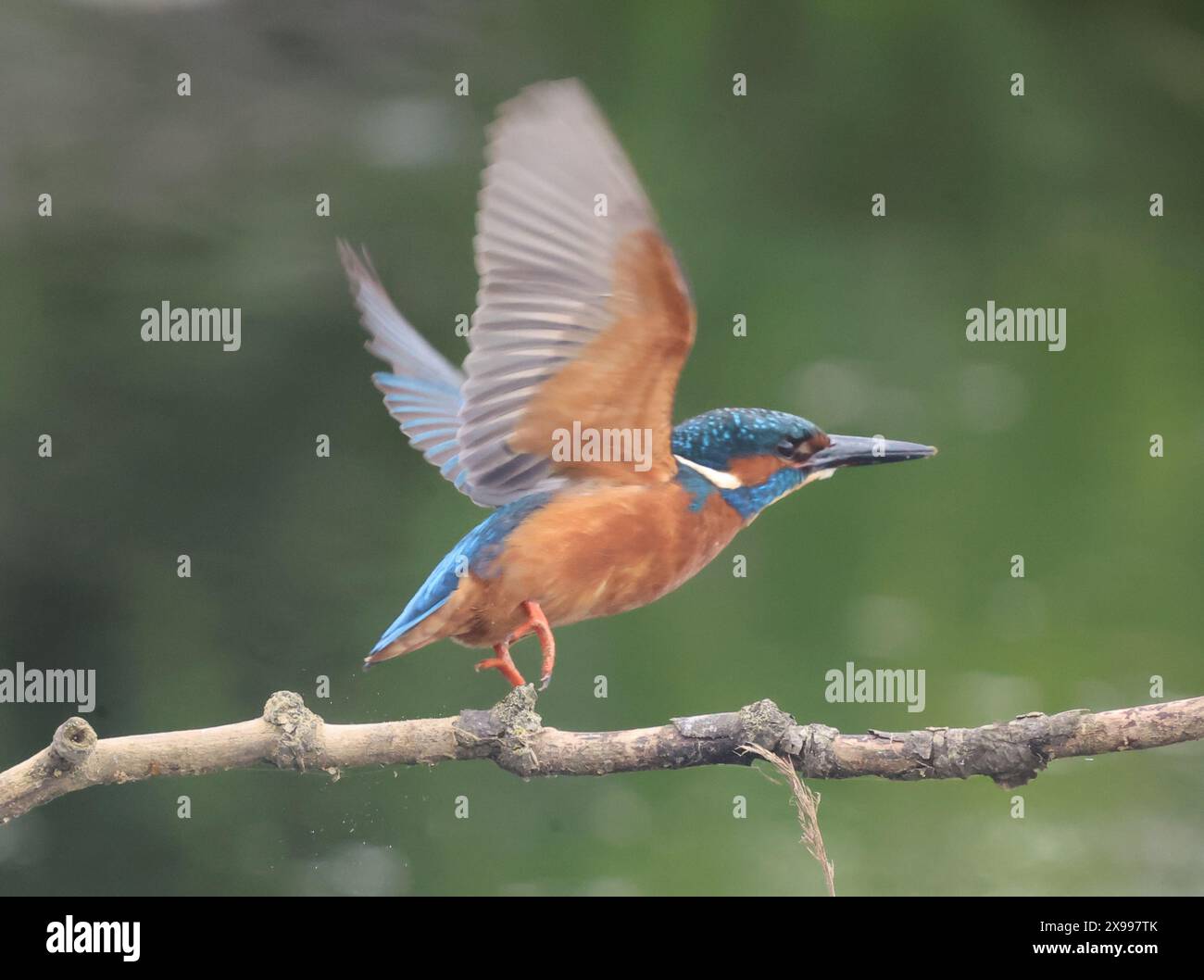 Kingfisher in flight at RSPB Rainham Marshes Nature Reserve , Purfleet ...