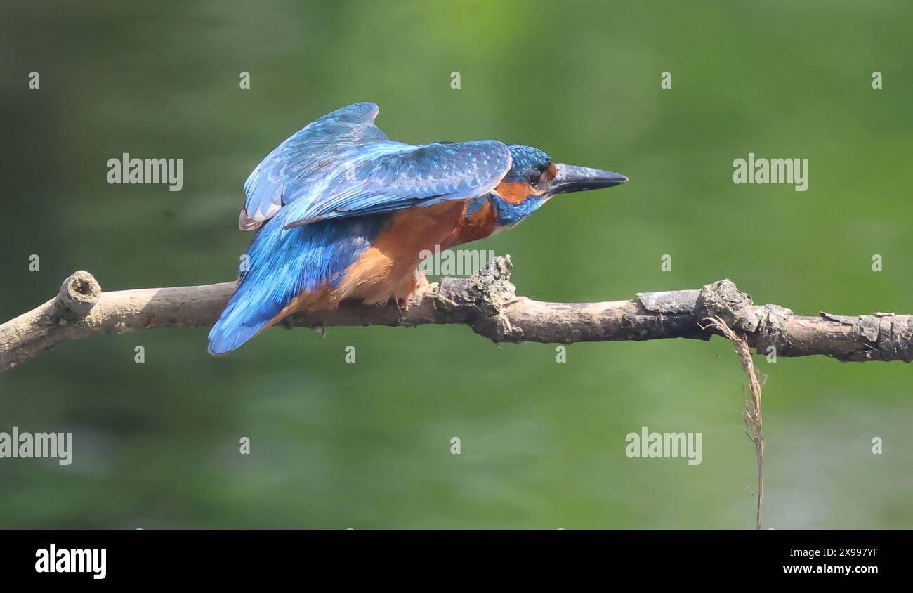 Kingfisher at RSPB Rainham Marshes Nature Reserve , Purfleet, Essex ...