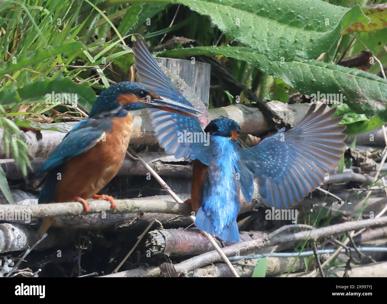 Kingfisher at RSPB Rainham Marshes Nature Reserve , Purfleet, Essex ...