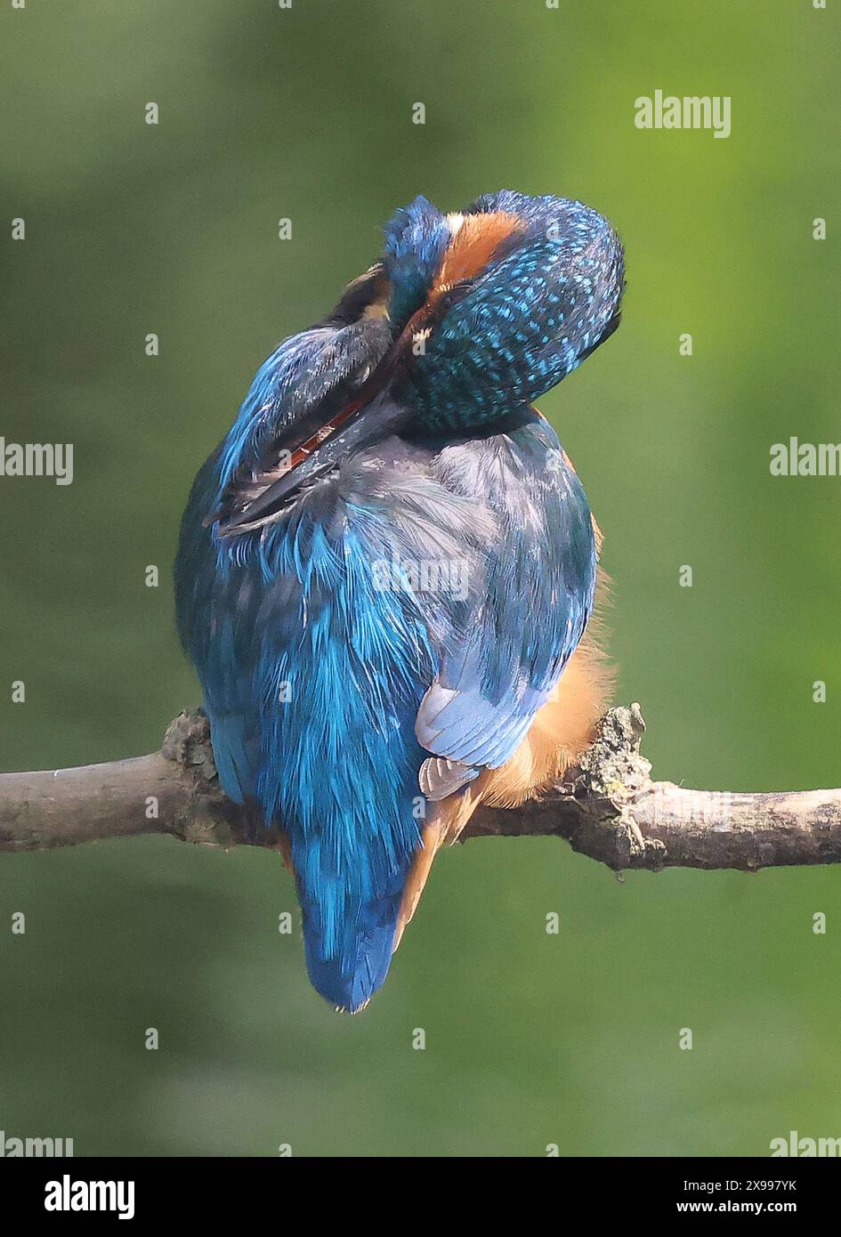 Kingfisher at RSPB Rainham Marshes Nature Reserve , Purfleet, Essex ...