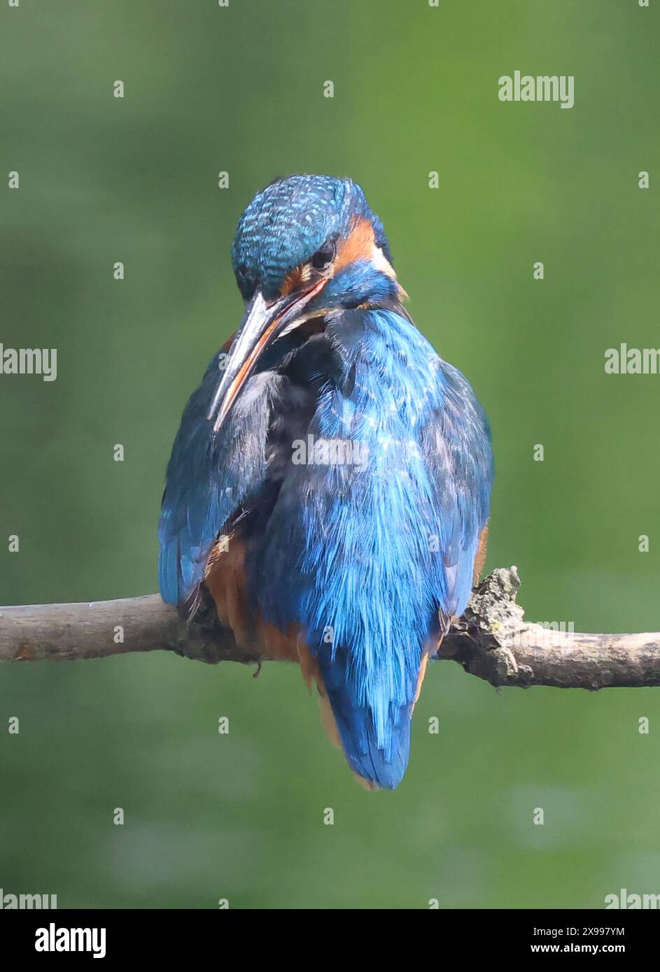 Kingfisher at RSPB Rainham Marshes Nature Reserve , Purfleet, Essex ...
