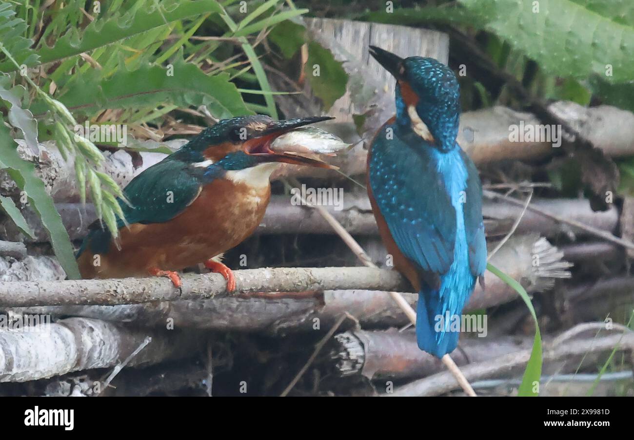 Female Kingfisher with fish and Male Kingfisher at RSPB Rainham Marshes ...