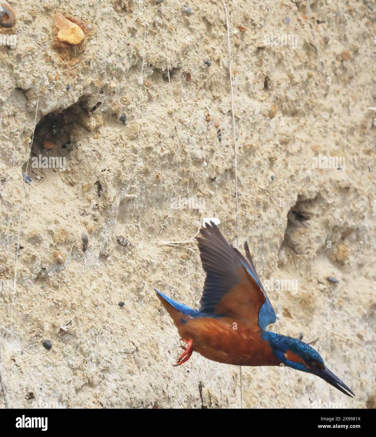 Kingfisher at RSPB Rainham Marshes Nature Reserve , Purfleet, Essex ...