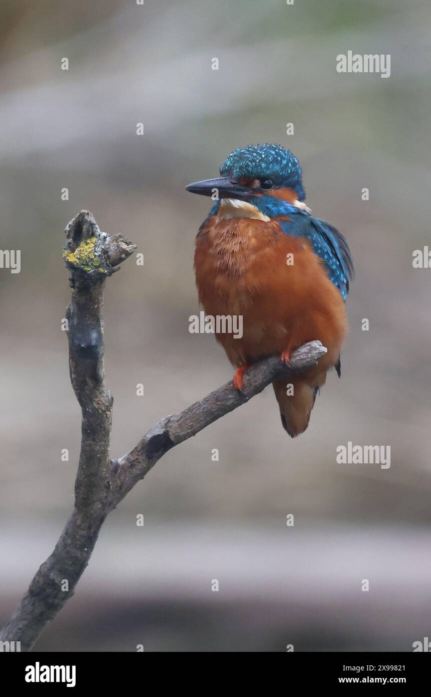 Kingfisher at RSPB Rainham Marshes Nature Reserve , Purfleet, Essex ...