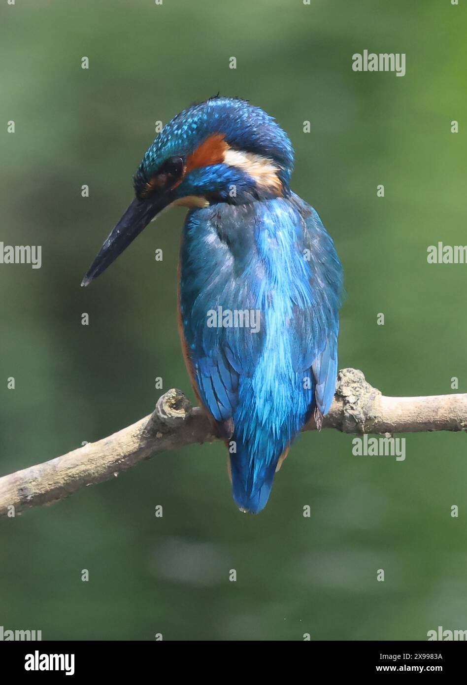 Kingfisher at RSPB Rainham Marshes Nature Reserve , Purfleet, Essex ...
