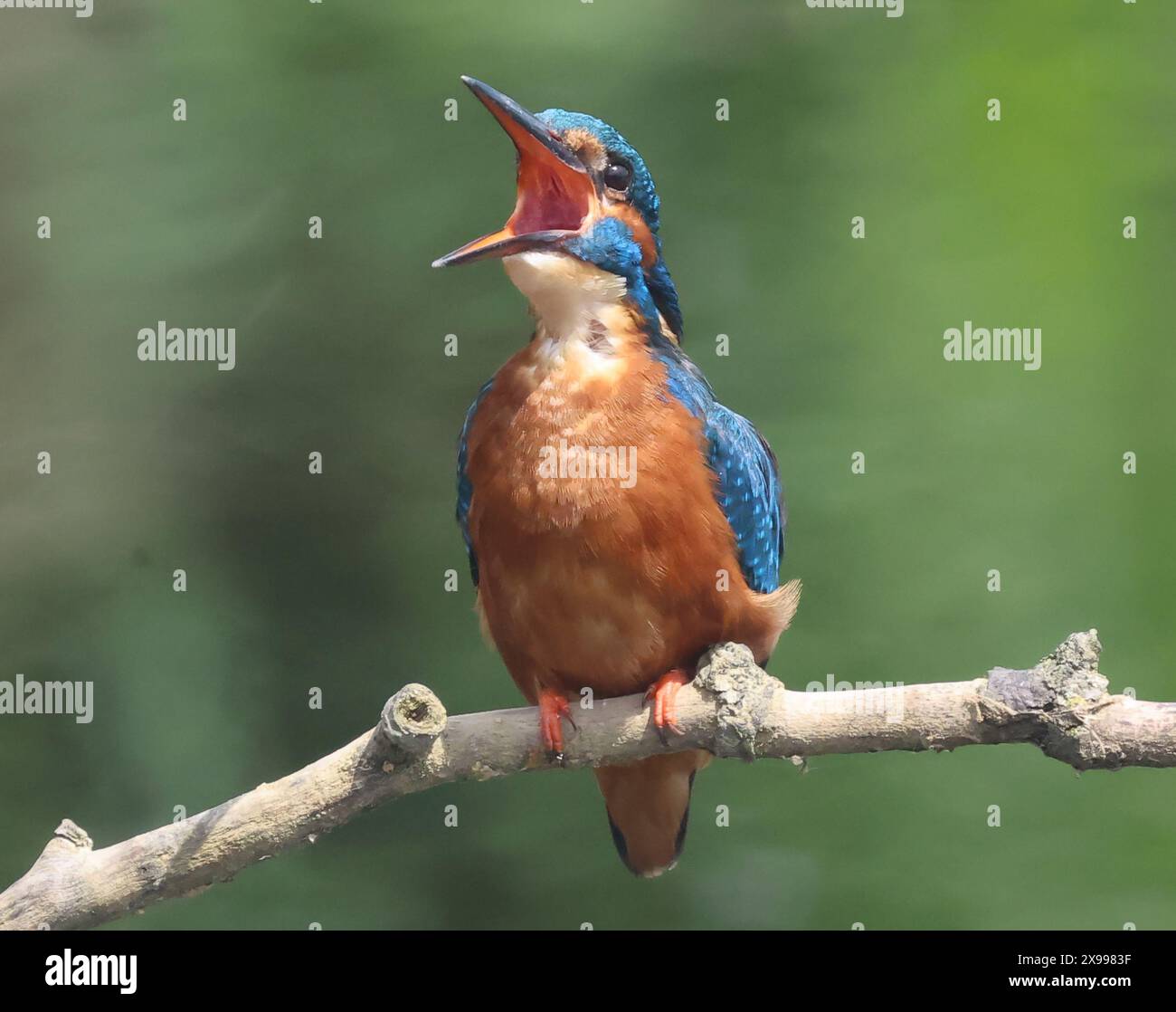 Kingfisher at RSPB Rainham Marshes Nature Reserve , Purfleet, Essex ...