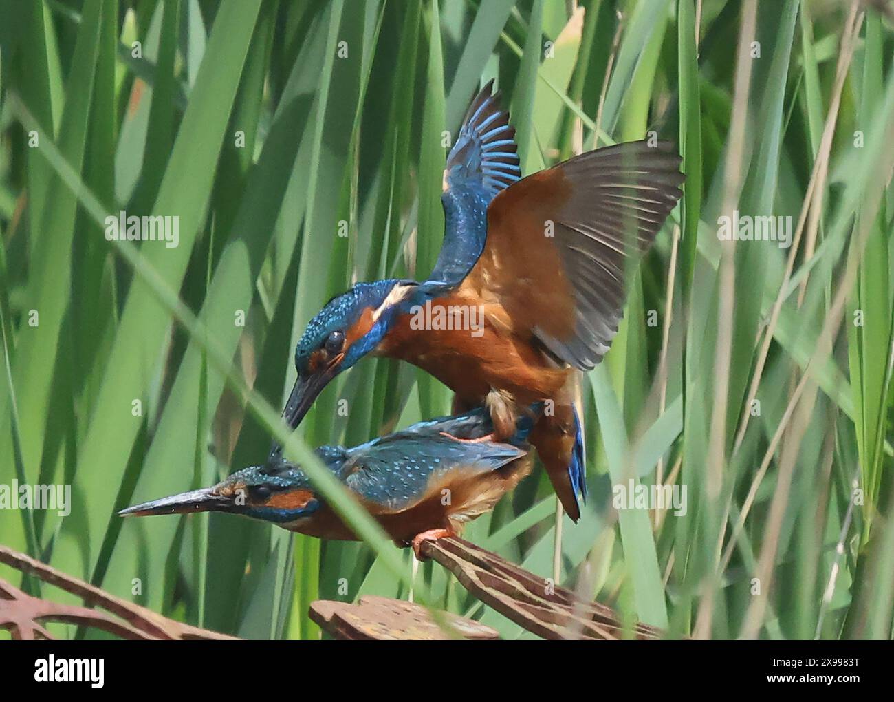 Male Kingfisher mating with Female Kingfisher at RSPB Rainham Marshes ...