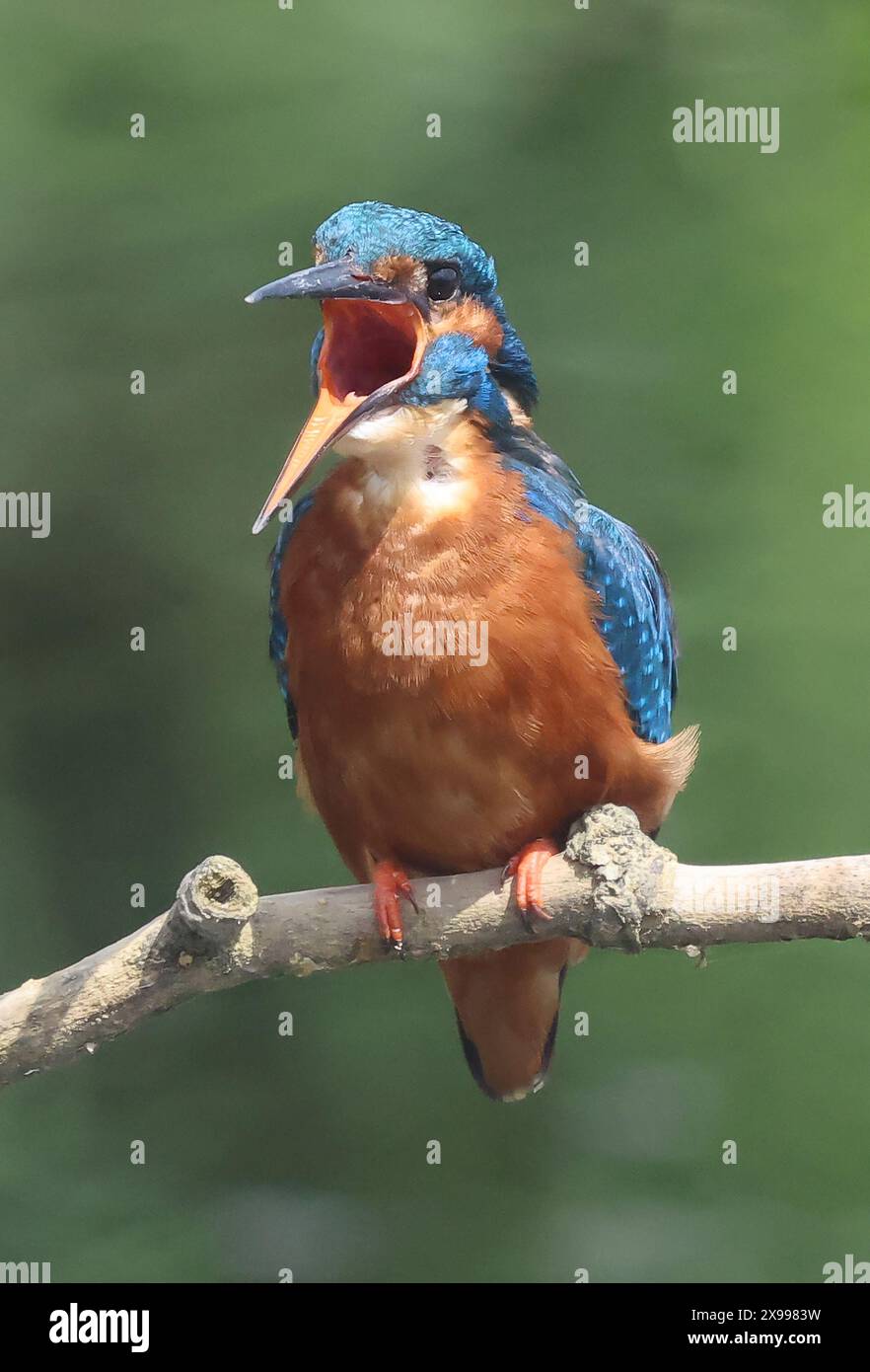 Kingfisher at RSPB Rainham Marshes Nature Reserve , Purfleet, Essex ...