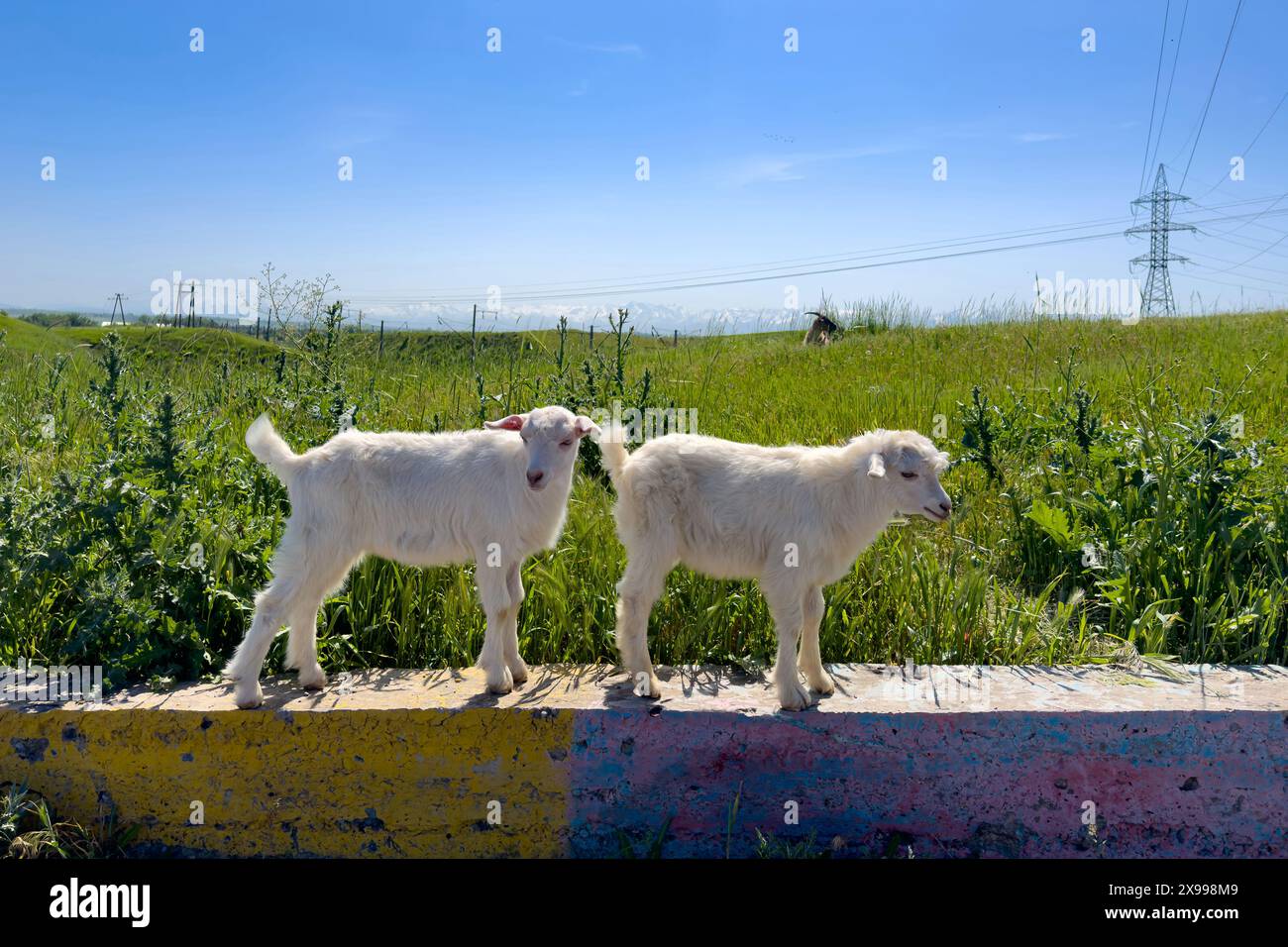 Two cute white little goats stand on a concrete foundation in the ...