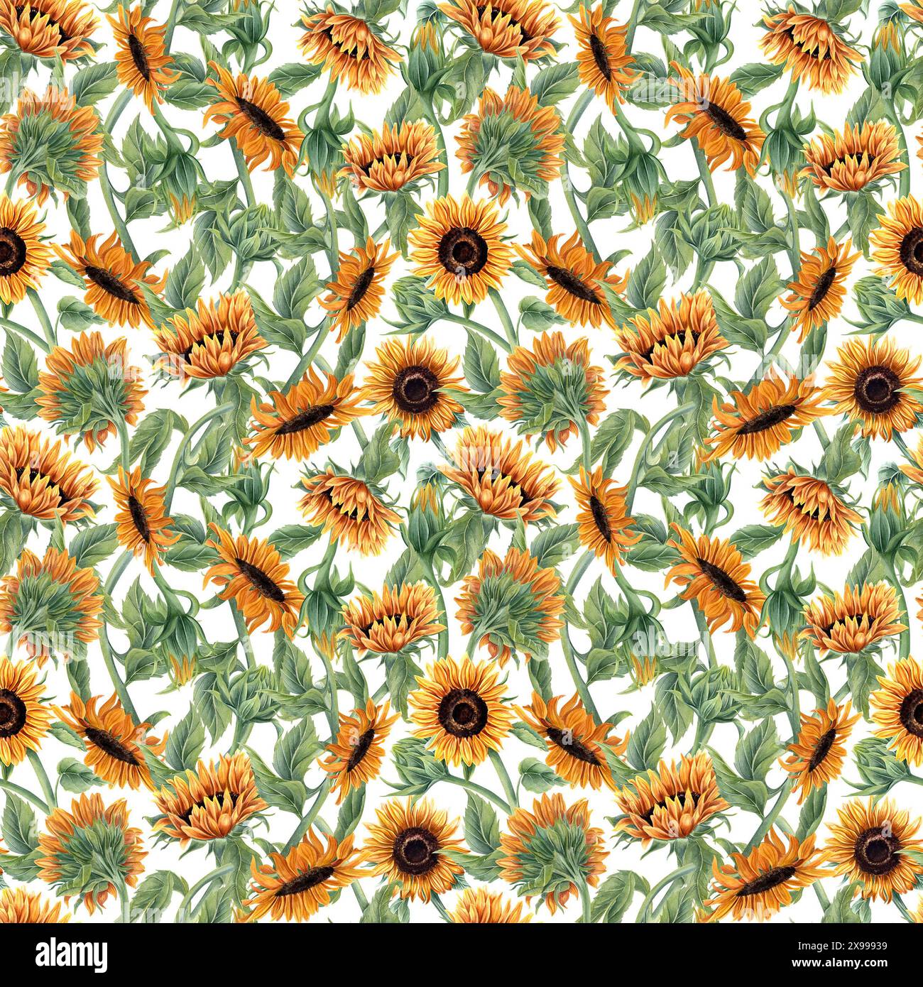 Blooming sunflower field. Intertwining stems of flowers. Seamless ...