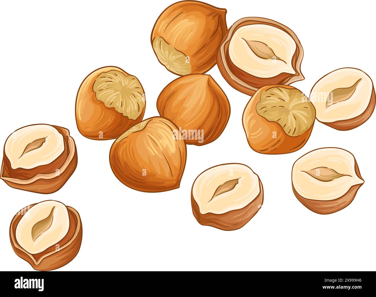 Hazelnut Nuts Colored Detailed Illustration. Organic natural ...