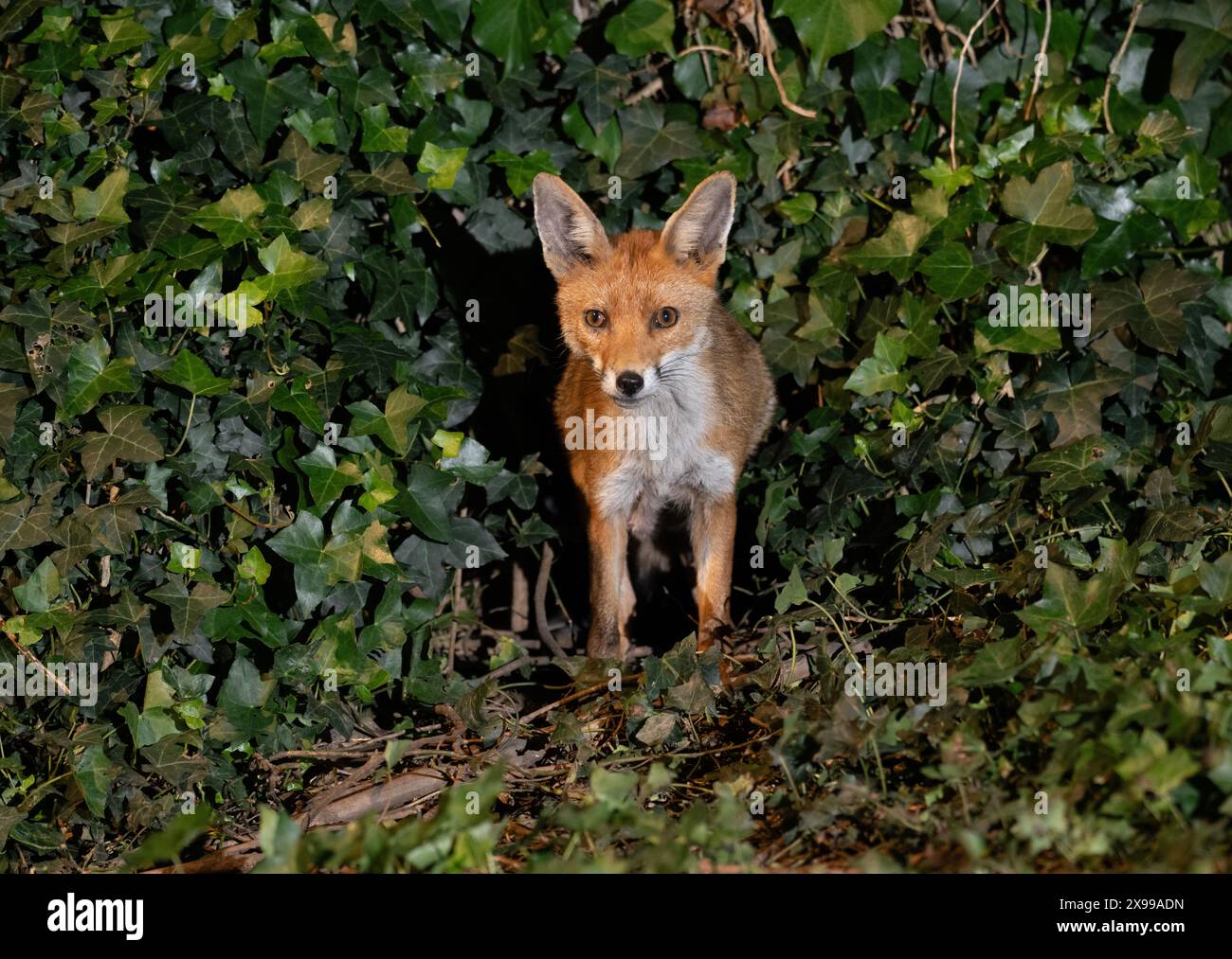 Red Fox, Vulpes vulpes, standing outside entrance to den under garden ...