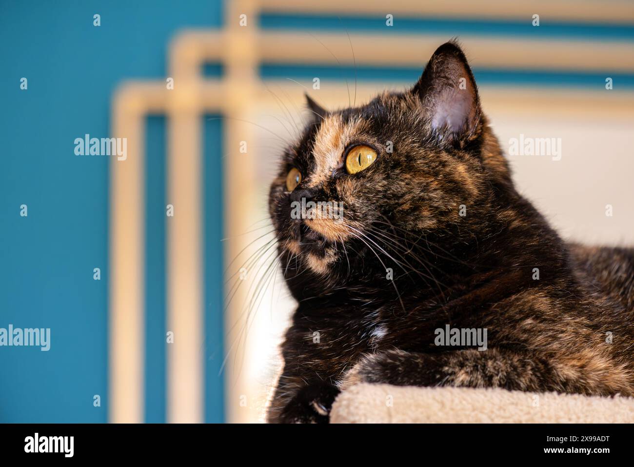 British Shorthair domestic cat with tortoiseshell coat striking a pose ...