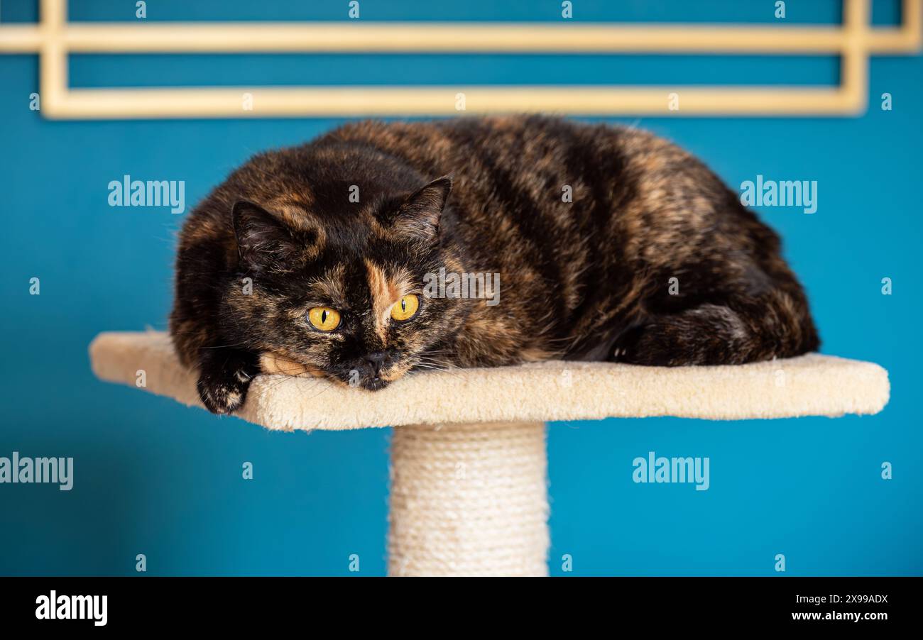 British Shorthair domestic cat with tortoiseshell coat striking a pose ...