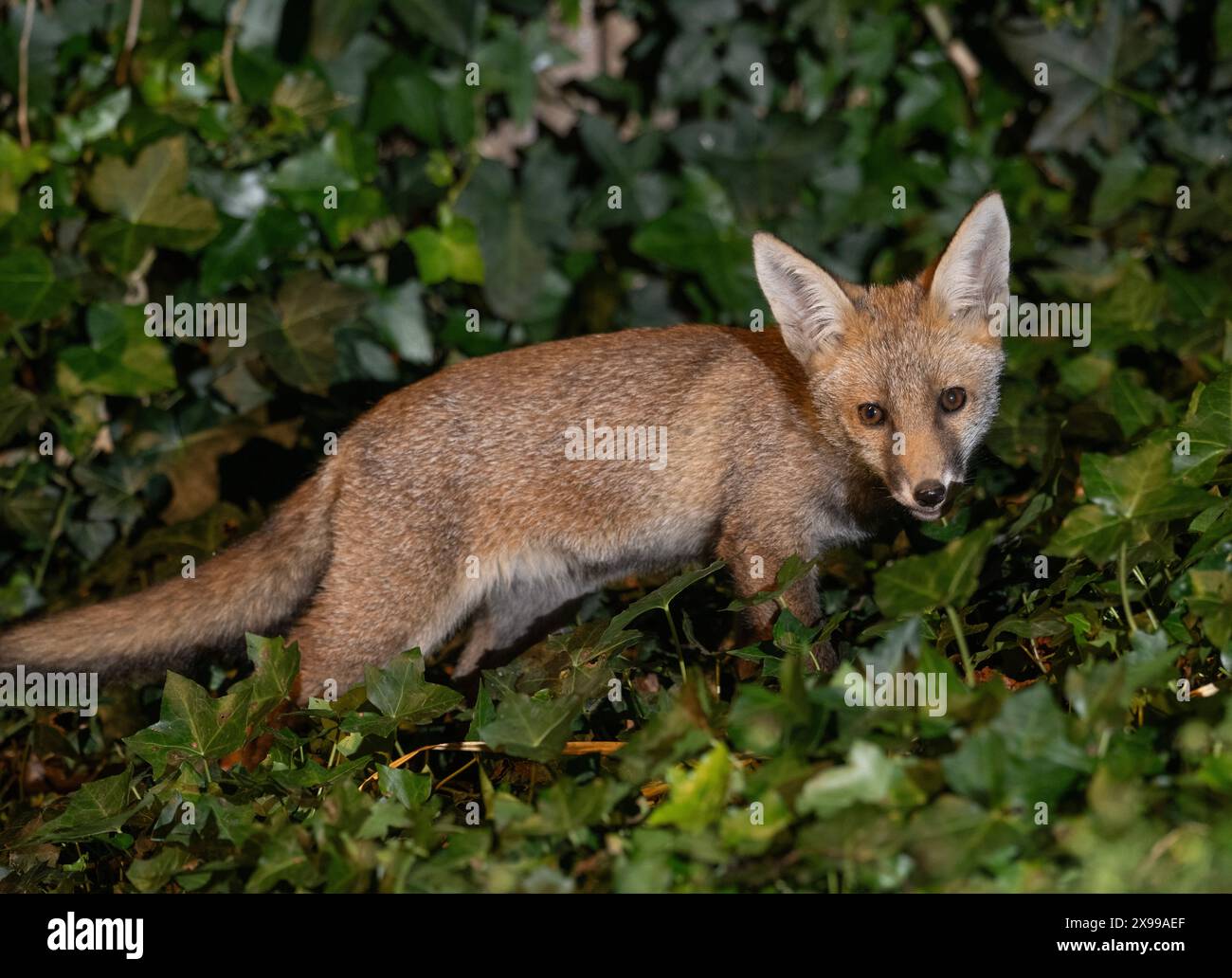 Red fox garden nightime hi-res stock photography and images - Alamy