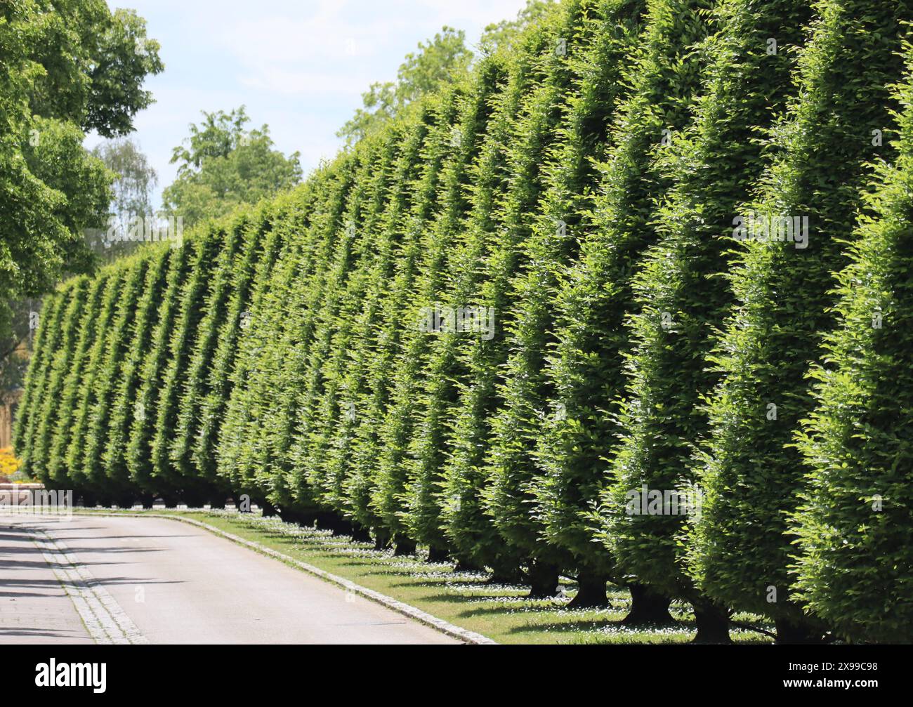 meter-high red Beech hedge in a Spa area Stock Photo - Alamy