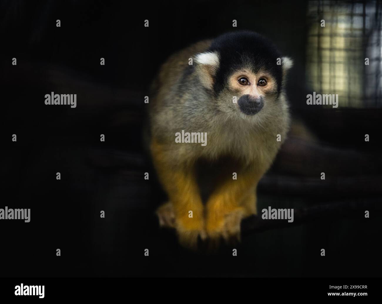 A monkey standing on a branch leaning forward Stock Photo - Alamy